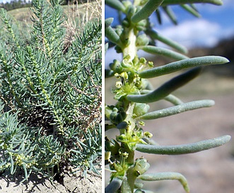 Suaeda nigra | bush seepweed